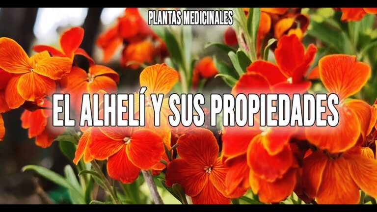 Aleli: Planta Medicinal y sus Beneficios - ¿Para Qué Sirve? - Marbella ...