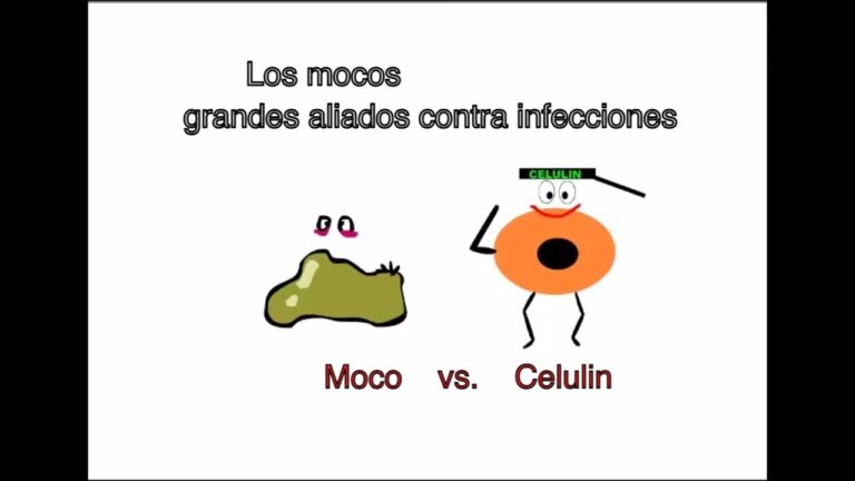 ¿Cuál es la función del moco? Descubre sus beneficios para la salud ...