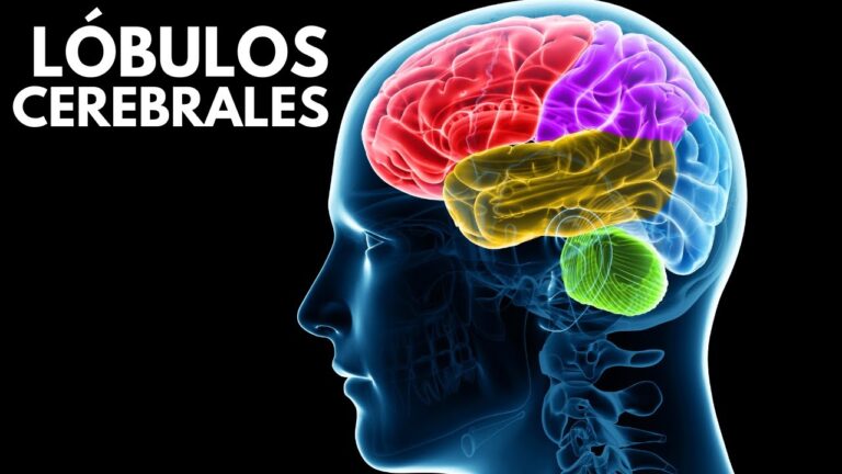 Lóbulo Frontal, Parietal, Occipital y Temporal: Funciones y ...
