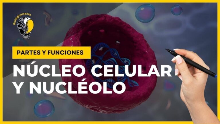 Núcleo y Nucleolo de la Neurona: Funciones y Estructura Esencial del ...