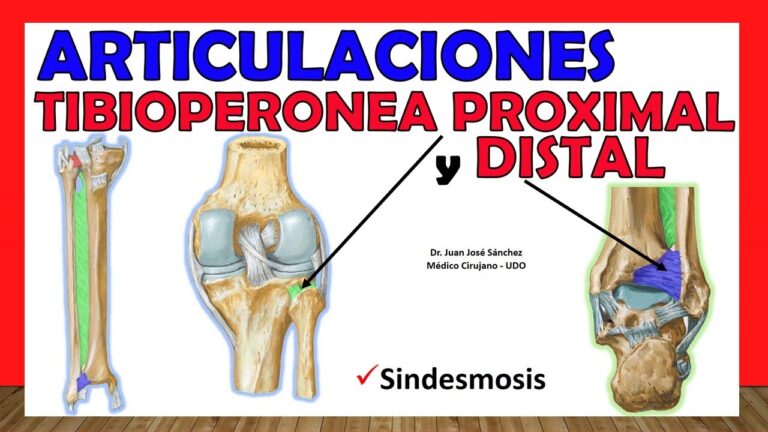 Articulación del Fémur con la Tibia: Funciones, Anatomía y Lesiones ...