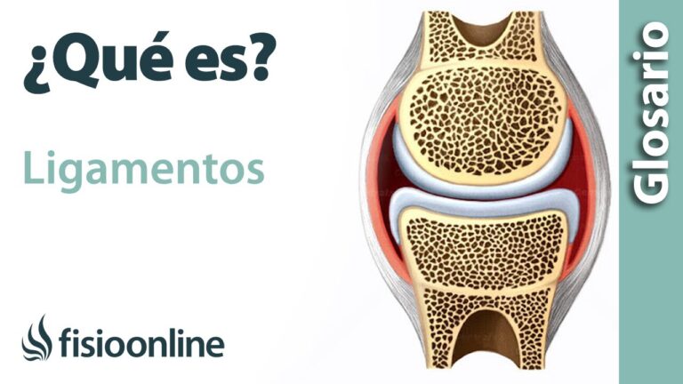 ¿Cuáles son los ligamentos del cuerpo humano? Descubre su función y ...