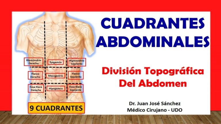 Regiones del Abdomen y Sus Órganos: Guía Completa para Entender la ...