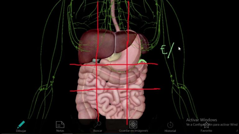 Anatomía del Vientre de una Mujer: Guía Completa y Detallada - Marbella ...