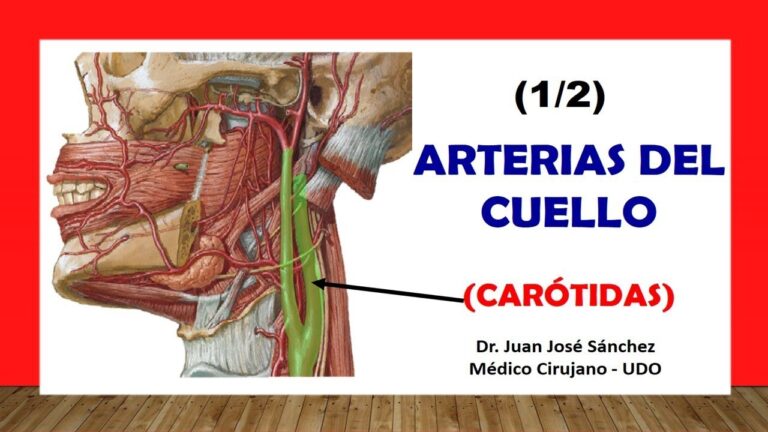 Todo sobre la Arteria Carotida Interna y sus Ramas: Funciones, Anatomía ...