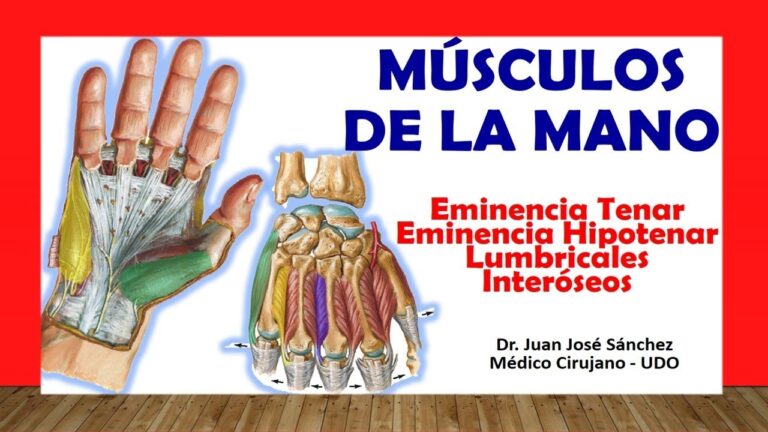 Musculos y Nervios de la Mano: Anatomía, Funciones y Ejercicios ...