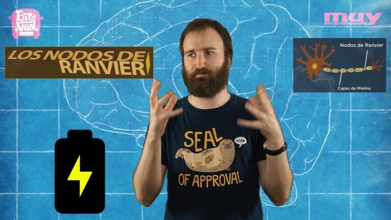 ¿Qué es el Nodo de Ranvier de la Neurona? Función y Características ...