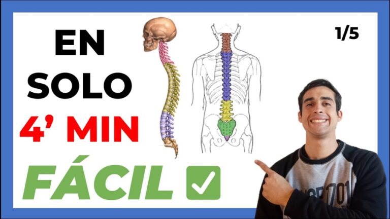 Numeración de las Vértebras de la Columna Vertebral: Guía Completa y ...